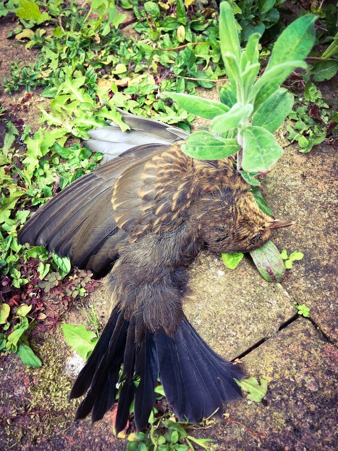 Dead bird in garden stock photo. Image of feather, lying - 146456090
