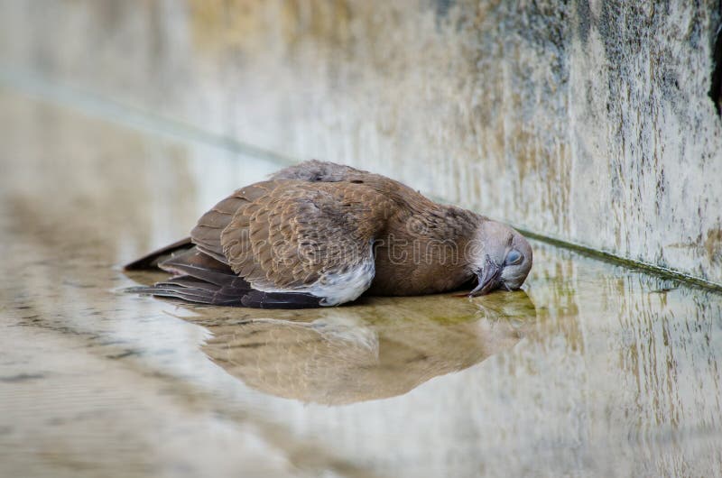 Dead bird stock photo. Image of bird, danger, nature - 44030996