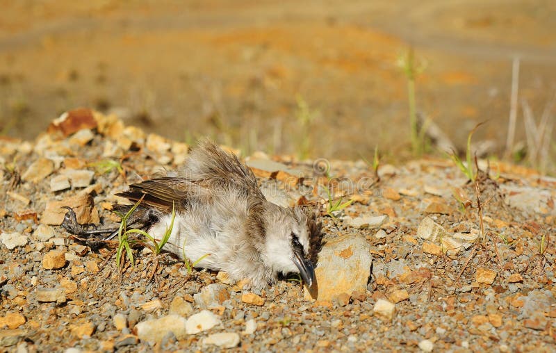 Dead Bird on Ground on Hot Sunny Day Stock Image - Image of dead ...