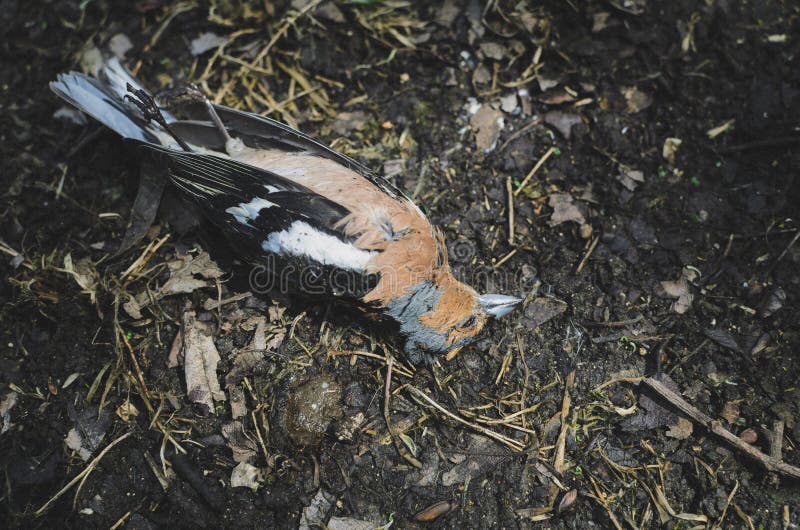 Dead bird on the ground stock photo. Image of belly, ground - 95205898