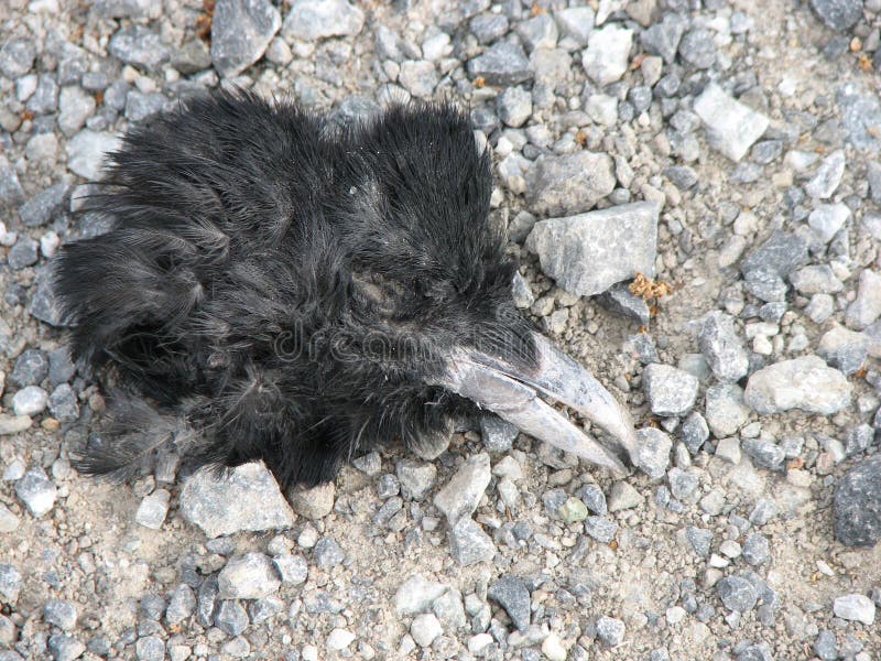 Dead bird head stock image. Image of bird, nopeople, mammal - 88884927
