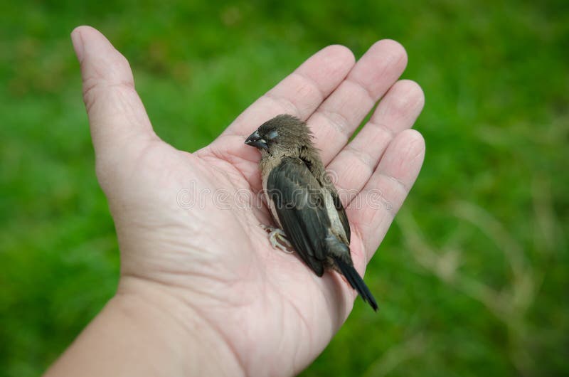 Dead bird stock photo. Image of blackbird, birds, close - 43573990