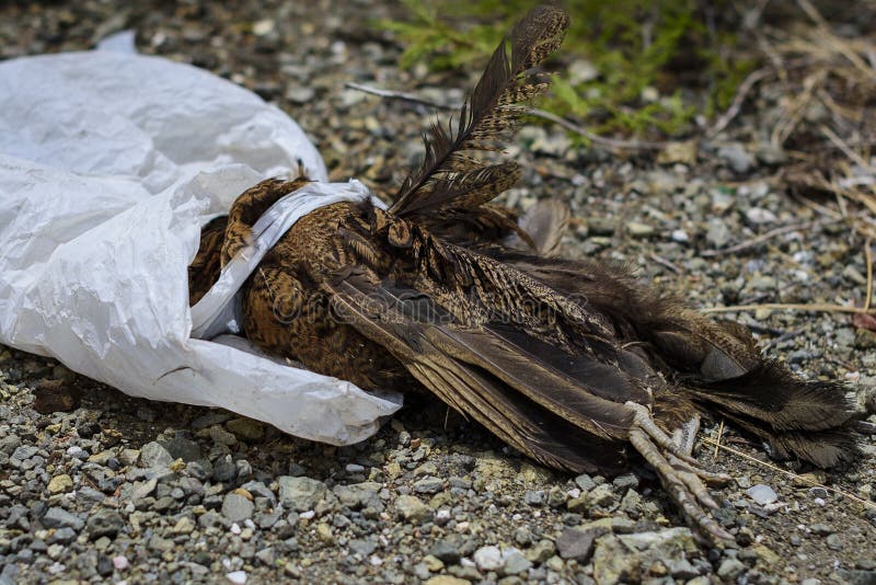 Dead bird in a plastic bag stock image. Image of death - 165539439