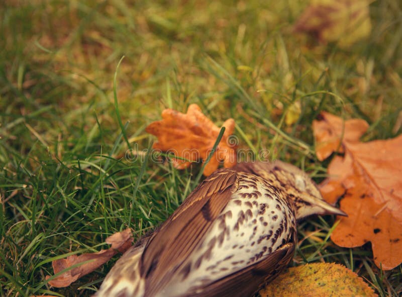 Dead Song Thrush Bird Stock Photos - Free & Royalty-Free Stock Photos ...
