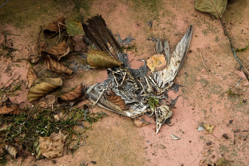 The Dead Bird is Lying on the Floor Stock Photo - Image of lying, dead ...