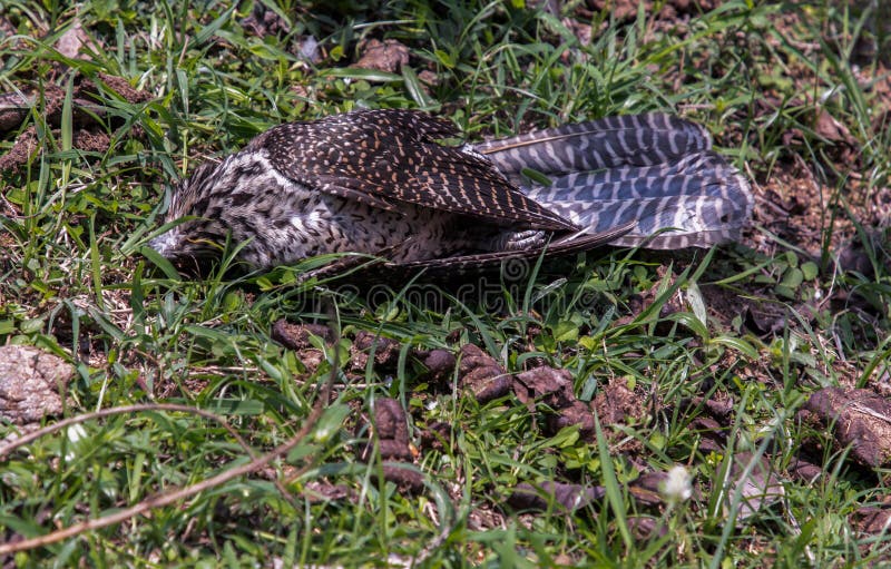 Dead Bird Lying on the Grass in the Park. Corpse of a Bird Stock Photo ...