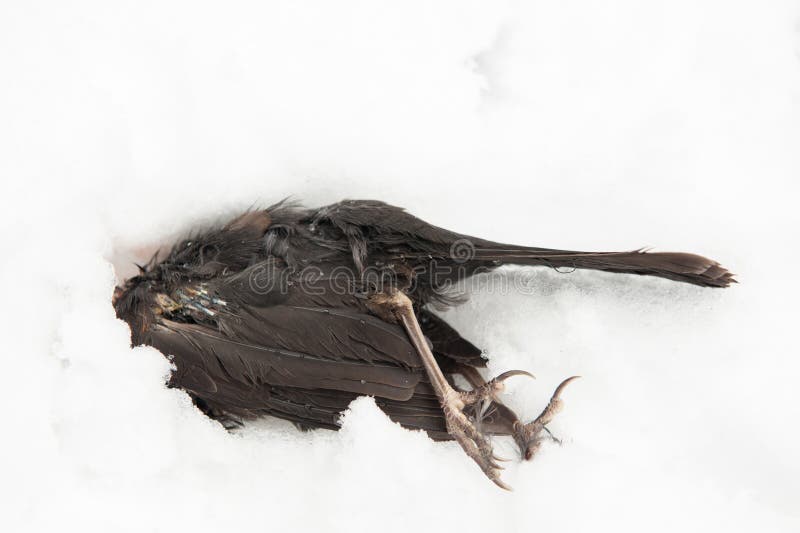 152 Frozen Dead Bird Snow Stock Photos - Free & Royalty-Free Stock ...