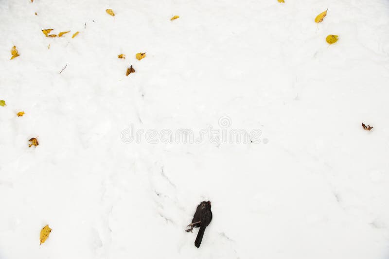 148 Frozen Dead Bird Snow Stock Photos - Free & Royalty-Free Stock ...