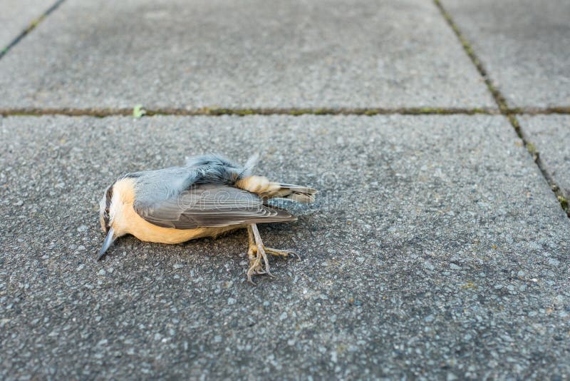 Dead bird nuthatch stock photo. Image of grief, feathers - 60526444