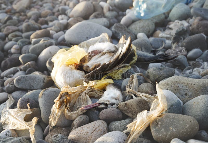 Dead Bird and Plastic on the Beach Stock Image - Image of bird, dirty ...