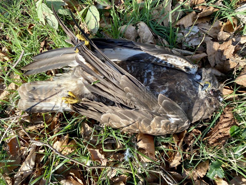 Dead Bird of Prey in Close-up. Stock Photo - Image of beak, fauna ...