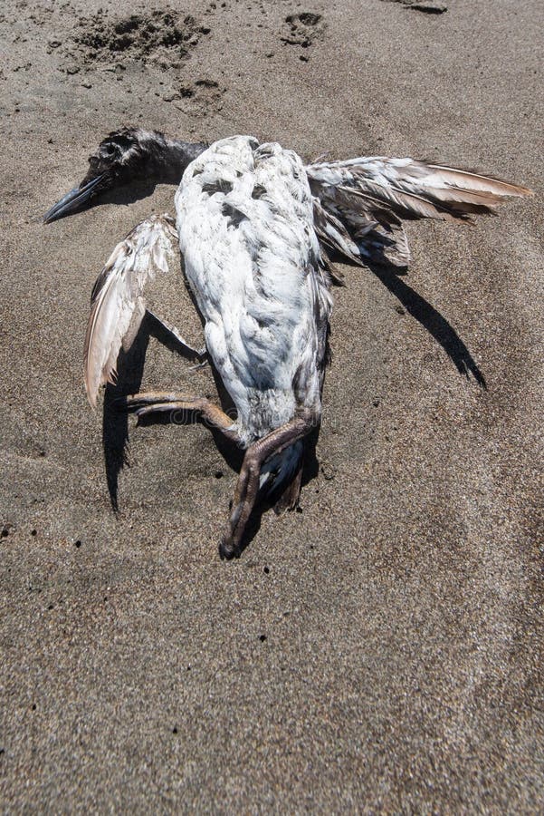 Dead Bird in Sand on the Beach Stock Image - Image of beach, footprint ...