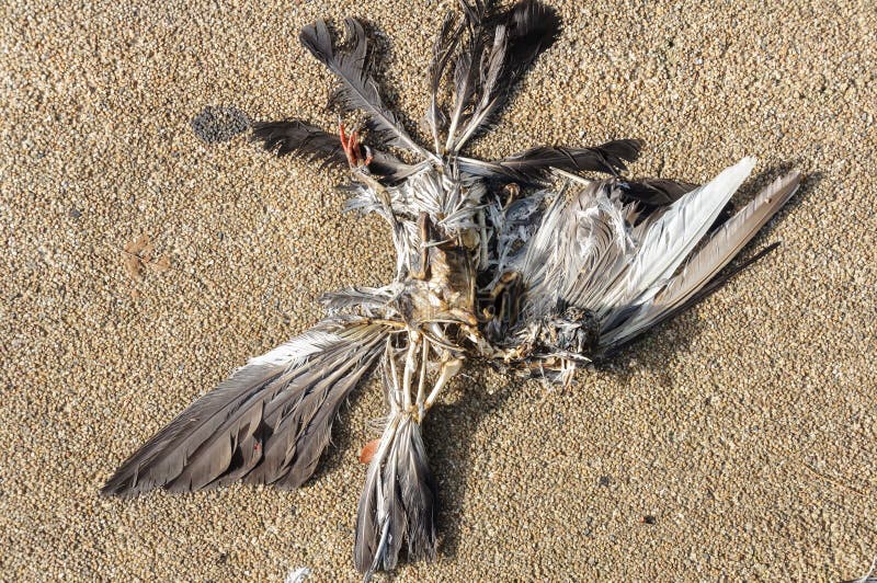Dead Bird Skeleton stock photo. Image of environment - 44277612