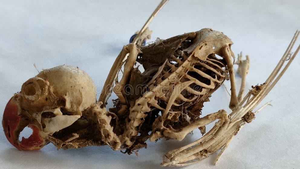Dead Bird Skull Images Dead Bird Bone Images Stock Photo - Image of ...