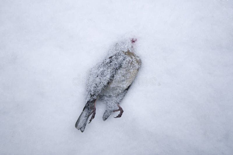 Dead bird in the snow stock image. Image of crystals - 29162609