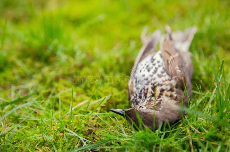 Dead bird stock photo. Image of killed, bird, death, landscape - 37250922