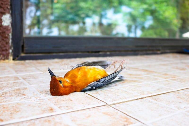 Dead Birds on the Ground,Orange-headed Thrush. Stock Photo - Image of ...