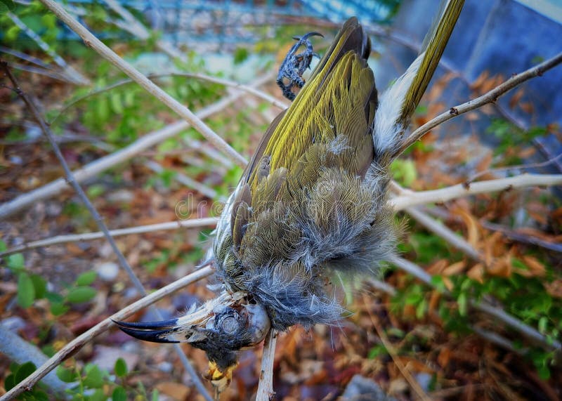 Dead Birds Lay on the Dry Trees Squawking Stock Photo - Image of trees ...