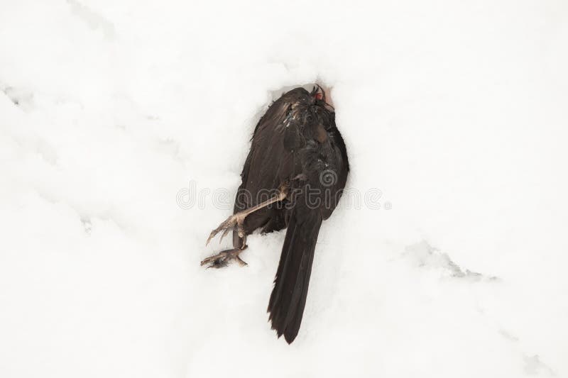 148 Frozen Dead Bird Snow Stock Photos - Free & Royalty-Free Stock ...