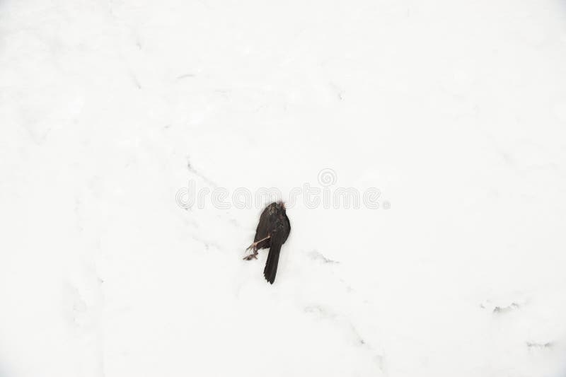Dead Black Bird Lying in the Snow Stock Image - Image of snow, frozen ...