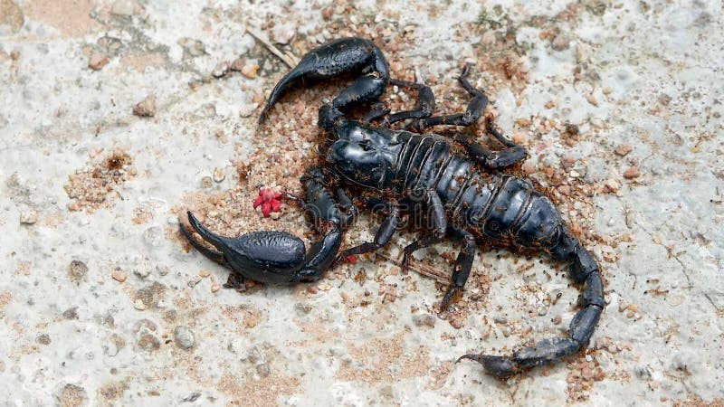 The Dead Black Scorpion Was on the Ground with the Ants Walking Full ...