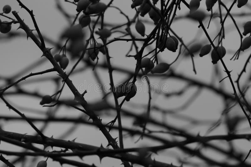 Dead black and white hip stock image. Image of damp - 107307569