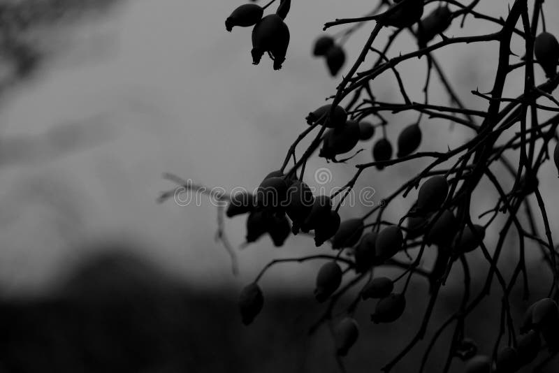 Dead black and white hip stock image. Image of depression - 107307421