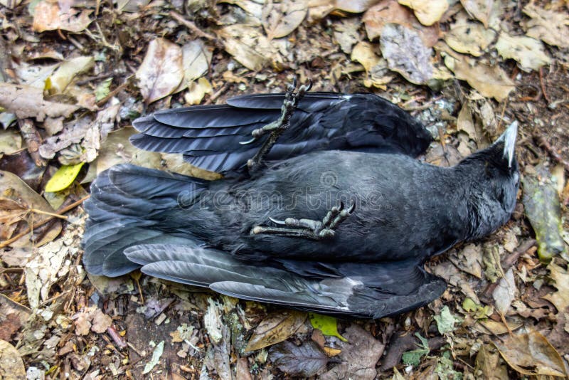 Dead Blackbird Bird Lying on the Ground in Nature Stock Image - Image ...