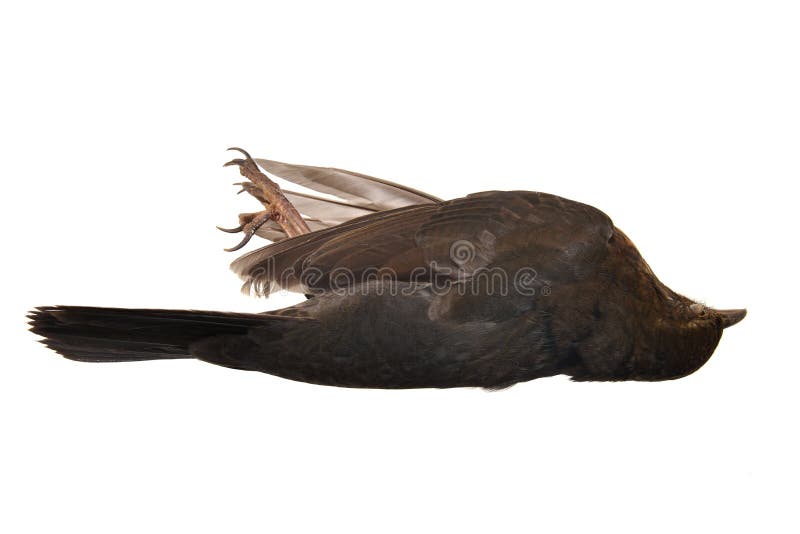 Dead blackbird female stock photo. Image of realistic - 36463950