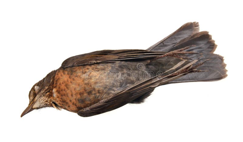 Dead blackbird female stock image. Image of waste, close - 36463985