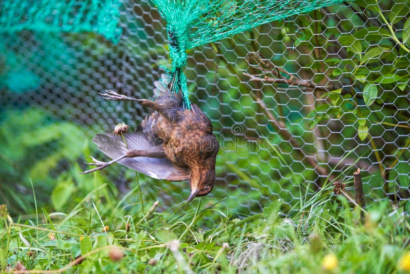 Dead Blackbird Tangled in the Plastic Protective Net Stock Photo ...