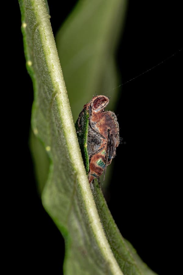 Dead Blow Fly stock photo. Image of entomology, closeup - 196055286