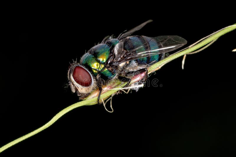 Dead Blow Fly stock photo. Image of cerrado, close, blue - 196055762