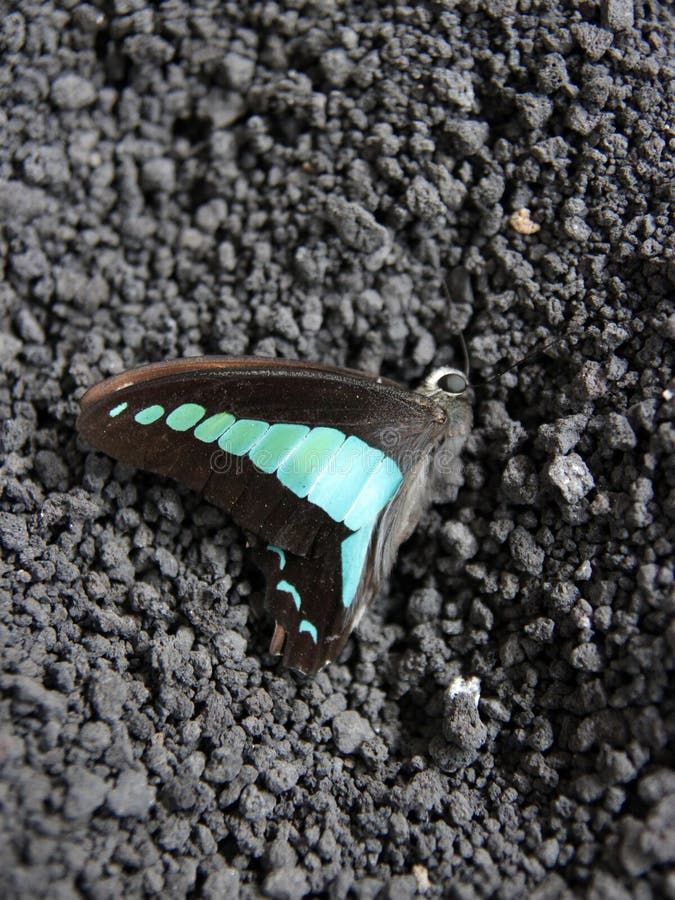 Died Butterfly with Broken Wings. Tough Time Concept Stock Image ...