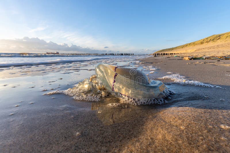 Dead blue cabbage bleb stock photo. Image of cadaver - 299242690