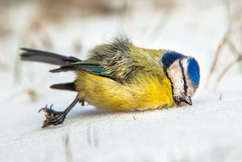 Dead Blue Tit stock image. Image of bluetit, beauty, fauna - 35597061
