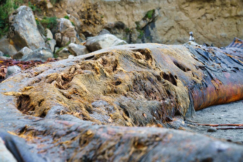 Dead Blue Whale Corpse on the Coast of Chiloe Island Stock Photo ...