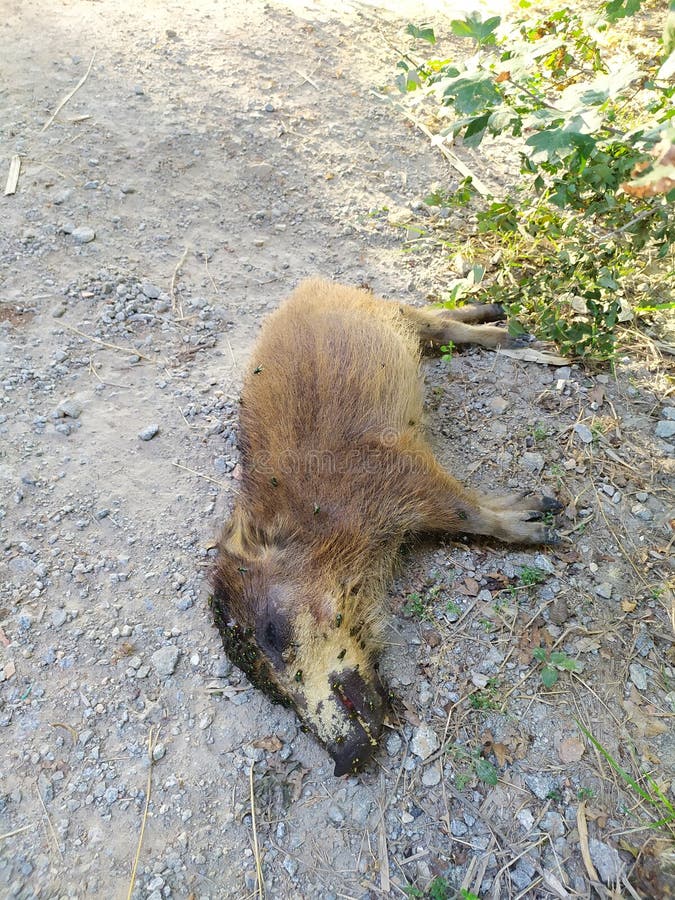 Dead Boar Calf on the Ground with Flies Stock Image - Image of ground ...