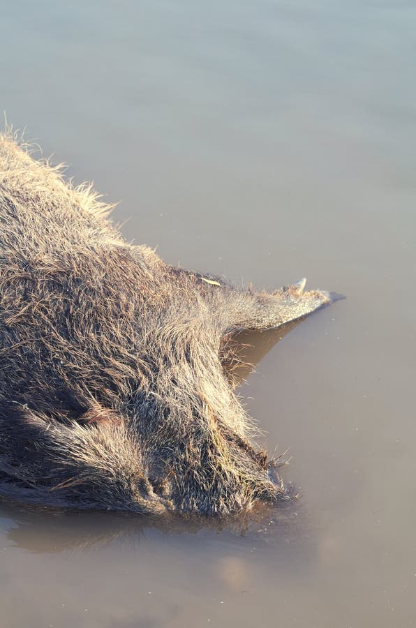 Dead Boar in the Water Vertical Stock Photo - Image of water, livestock ...