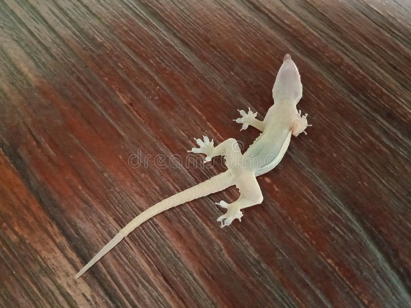 A Dead Body of a House Lizard Lying Down on Wood Surface Stock Image ...