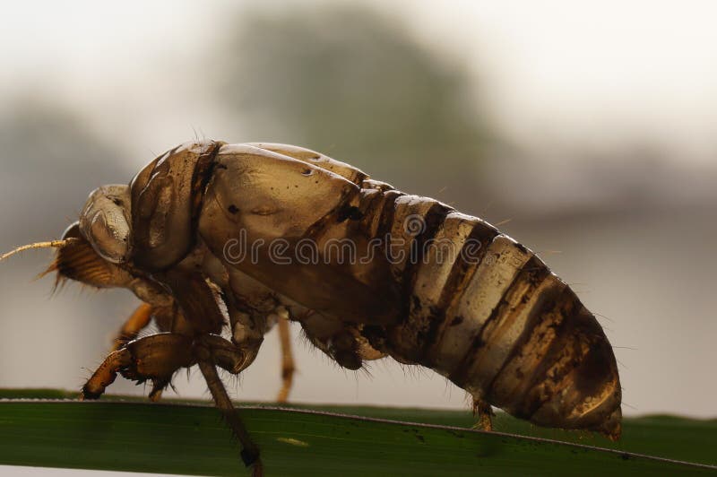 Dead body of insect stock photo. Image of body, dead - 112787660