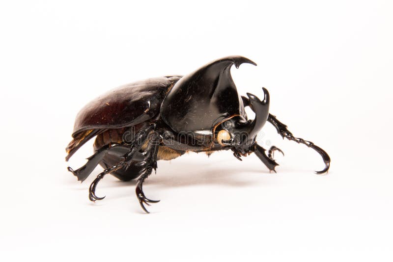 A dead body stock image. Image of domestic, nature, bark - 60015037