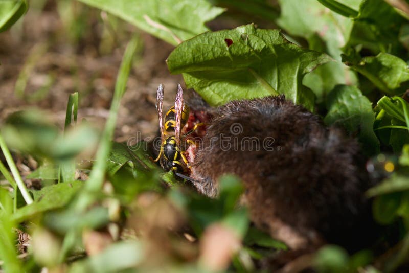 Wasp eats dead mouse stock image. Image of biology, feed - 99289083