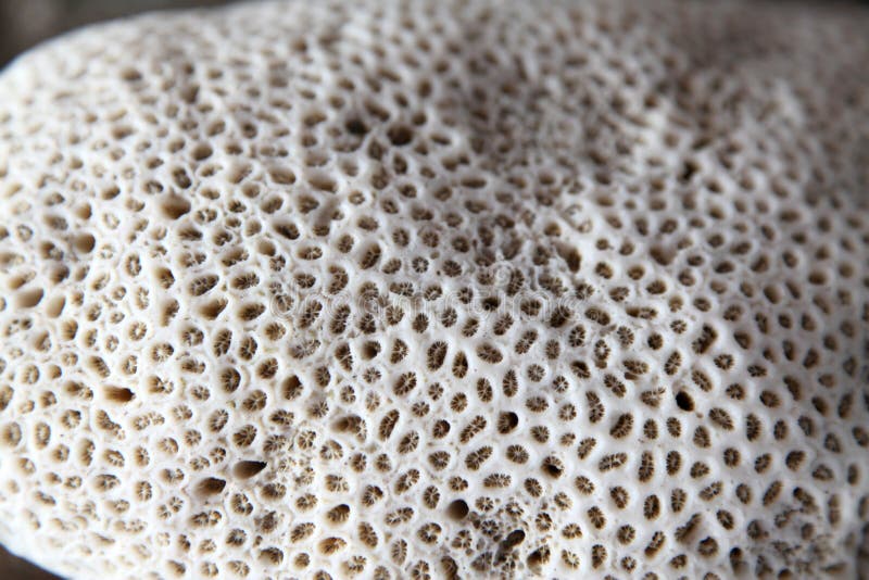 Dead Brain Coral stock image. Image of skeleton, dead - 50044899