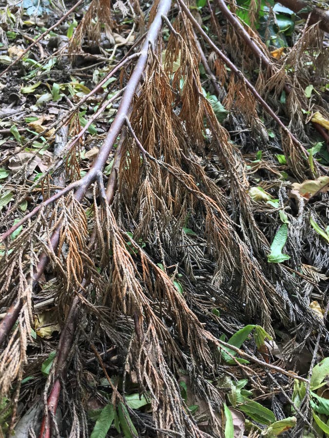 A Dead Branch Fallen Across a Leafy Path Stock Photo - Image of leafy ...