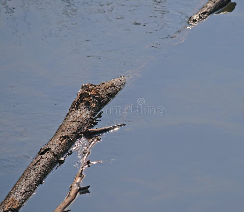 DEAD BRANCH FLOATING in WATER Stock Image - Image of dead, environment ...
