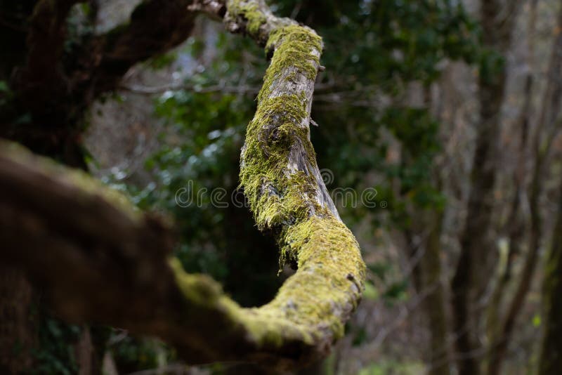 Dead Branch Hanging in an Undergrowth. Stock Image - Image of woodland ...