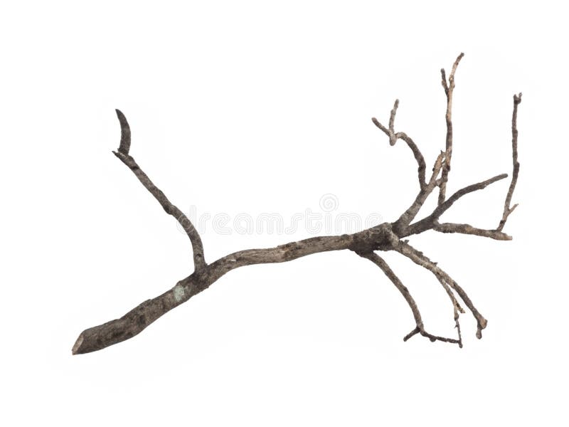 Dead Branch Isolated on White Background Stock Image - Image of color ...