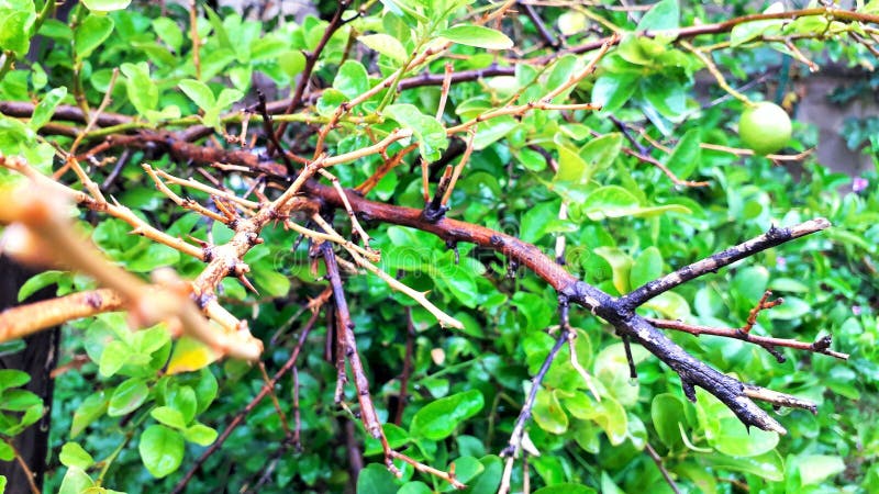 Dead Branch on Lemon Tree with Water Drops on Leaves in Raining Stock ...