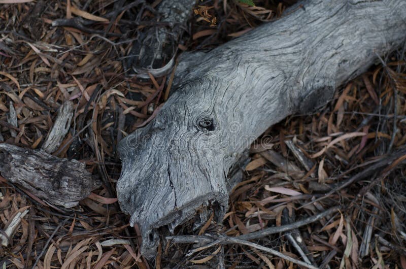 Dead Branch Lying on the Forest Floor Stock Photo - Image of autumn ...